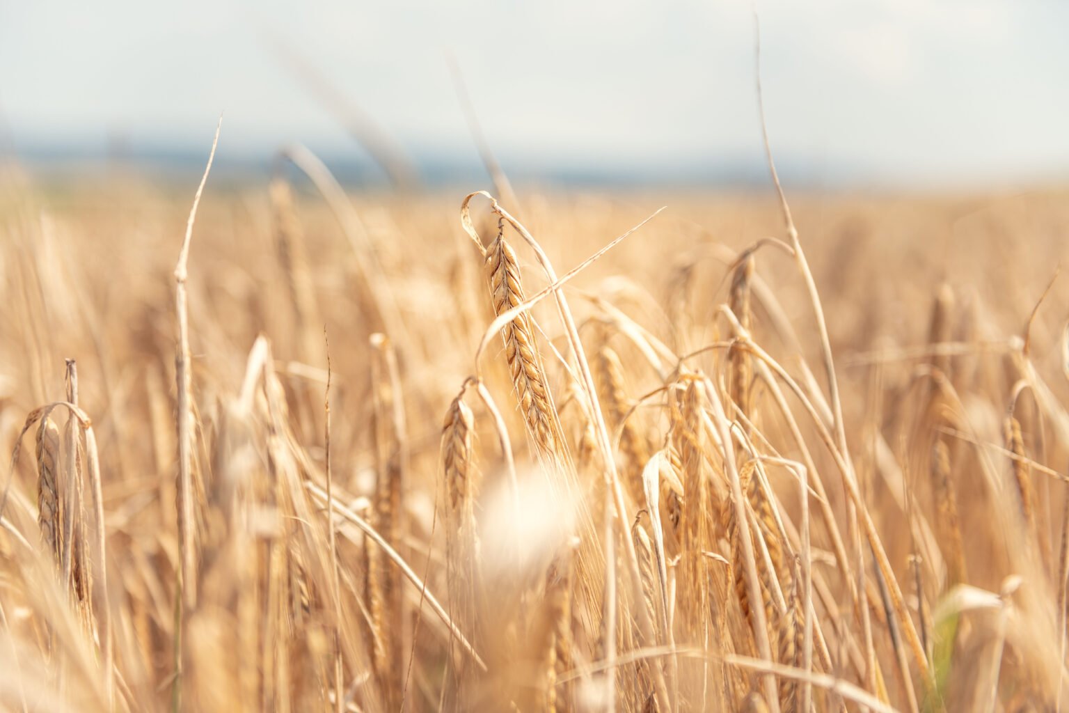 Braugerste aus dem Waldviertel - Privatbrauerei Zwettl