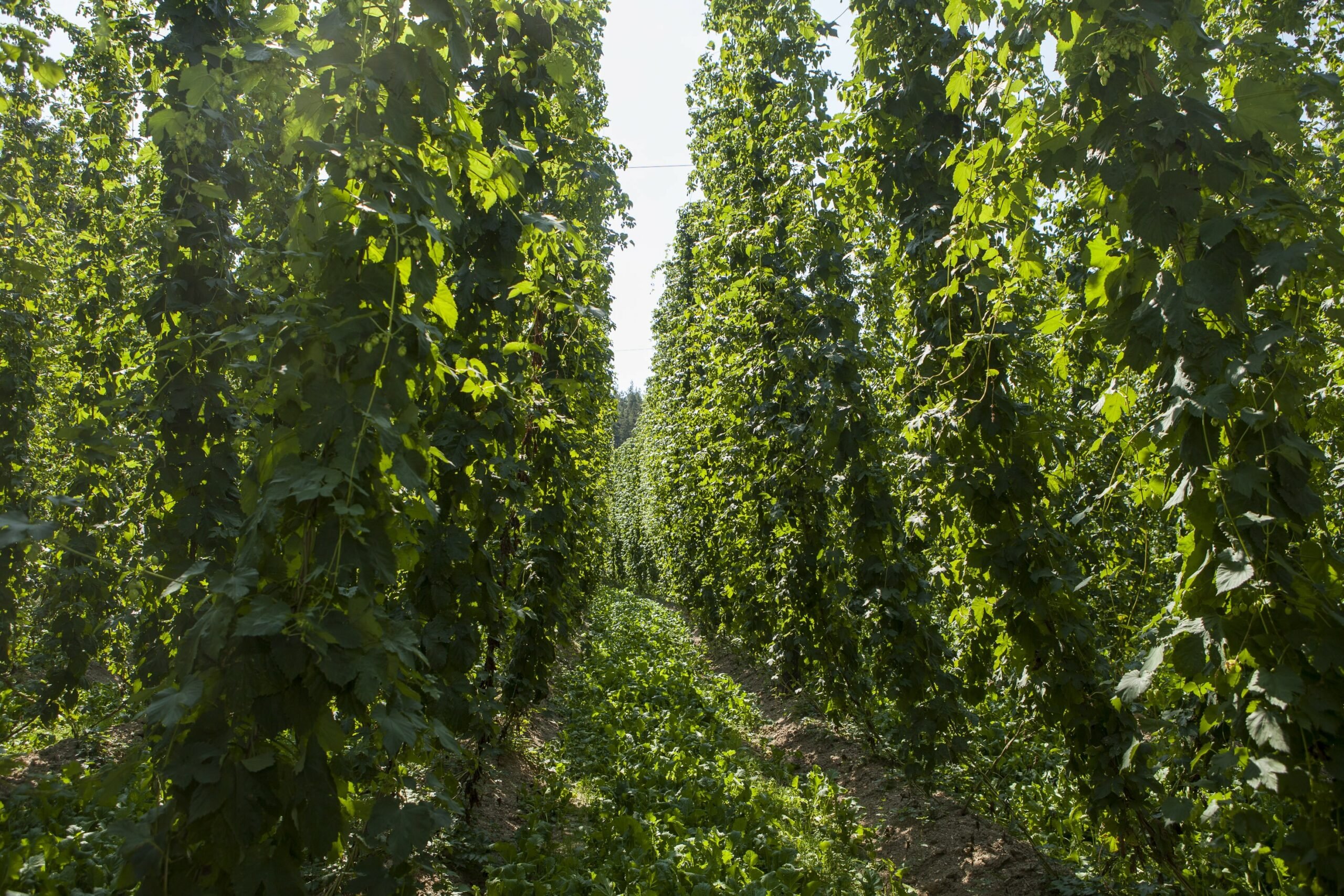 Waldviertler Hopfen hat Tradition - Privatbrauerei Zwettl